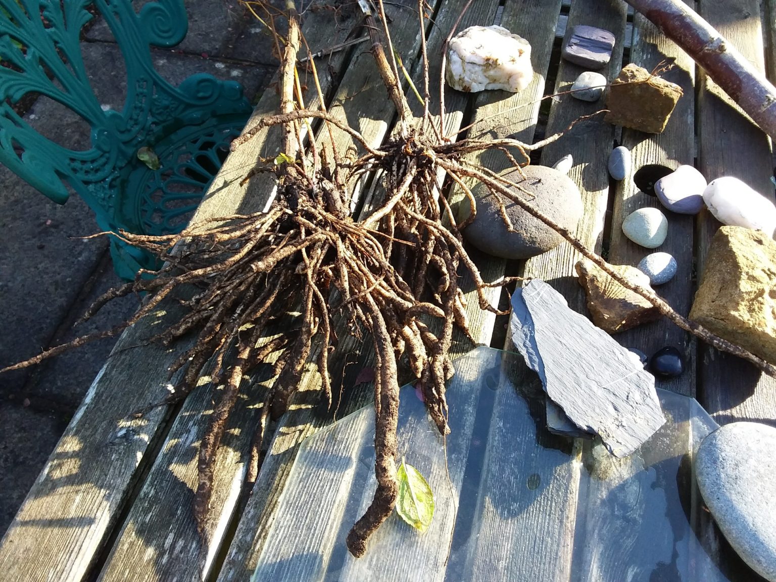 Skirret for dinner – Rumwoldstow